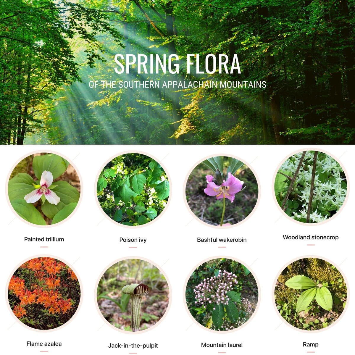 Springtime Flora of The Southern Appalachian Mountains
